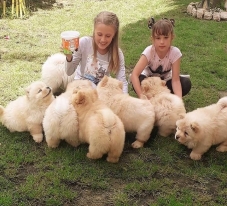 Hermosos cachorros Chow Chow,